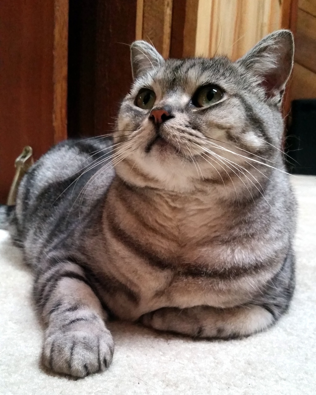 Cat Sitting - Coastal Pet Sitters